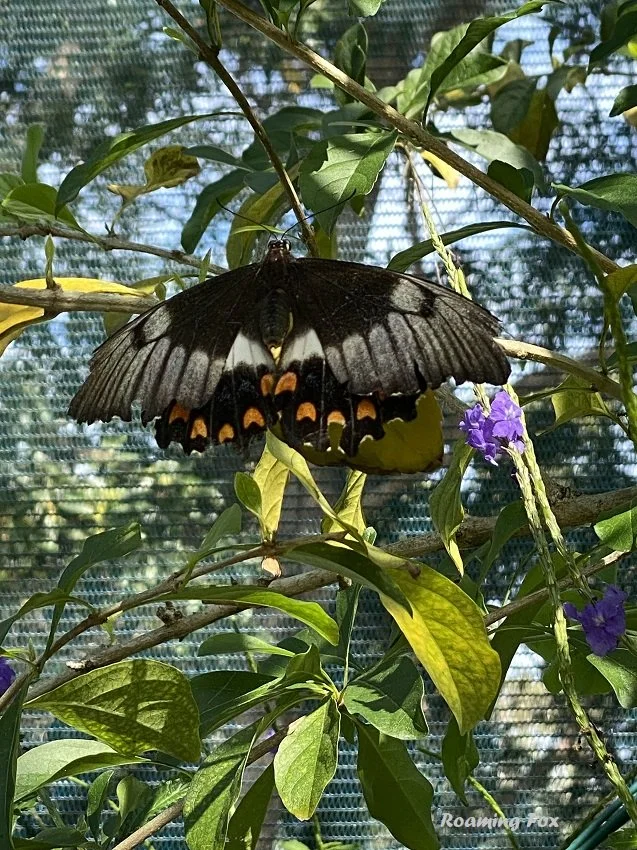 Bribie Island Butterfly House — Roaming Fox | Travel Blogger and Writer ...