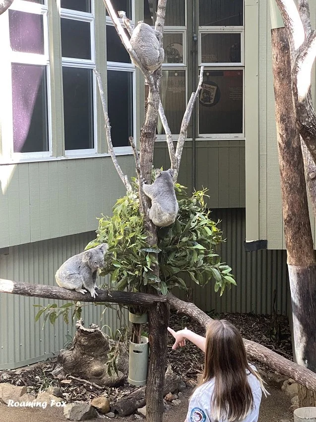 Brisbane Day Trips Daisy Hill Conservation Park — Roaming Fox | Travel ...