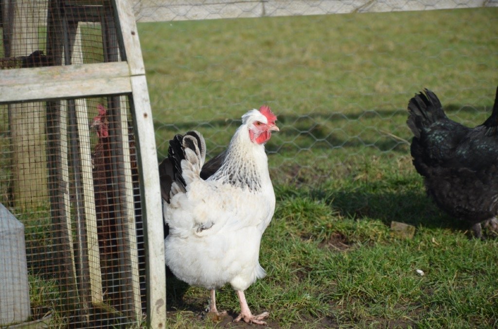 Beautiful Accommodation/dog friendly riding holiday accommodation