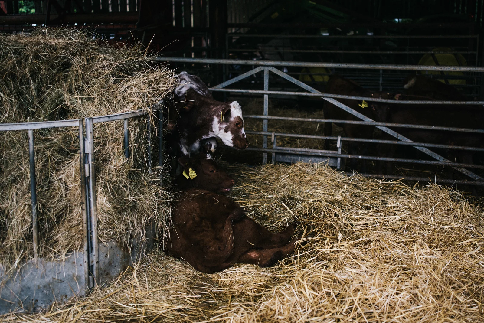 Gallery — Hookhouse Farm