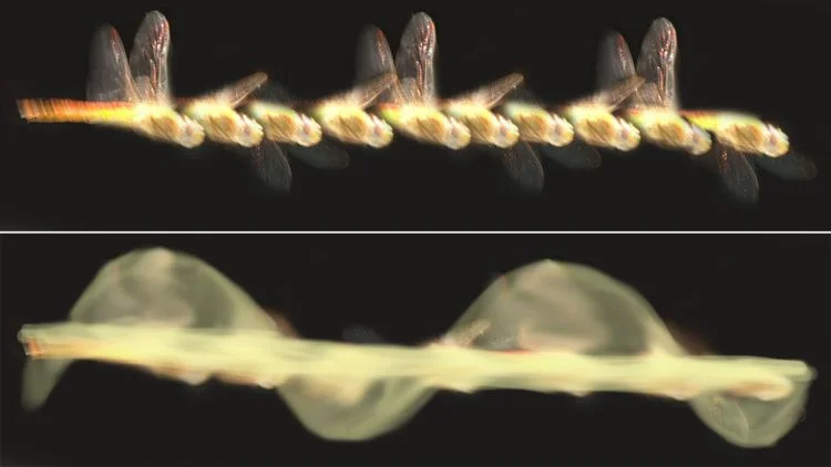 Photos Reveal Evidence of INVISIBLE CREATURES: Sky Fish, Rods, Solar ...