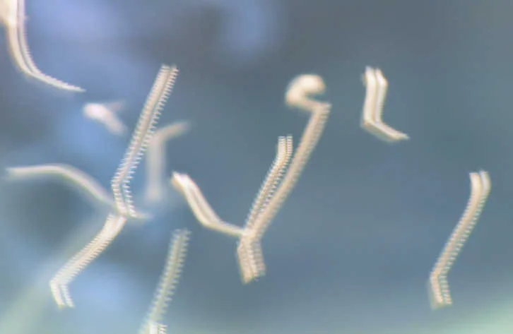 Photos Reveal Evidence of INVISIBLE CREATURES: Sky Fish, Rods, Solar ...