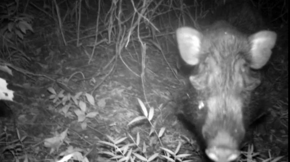 'EXTINCT' Pig Spotted on Camera — Beyond Science