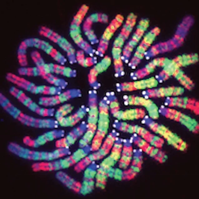 Development — the Zhang Lab