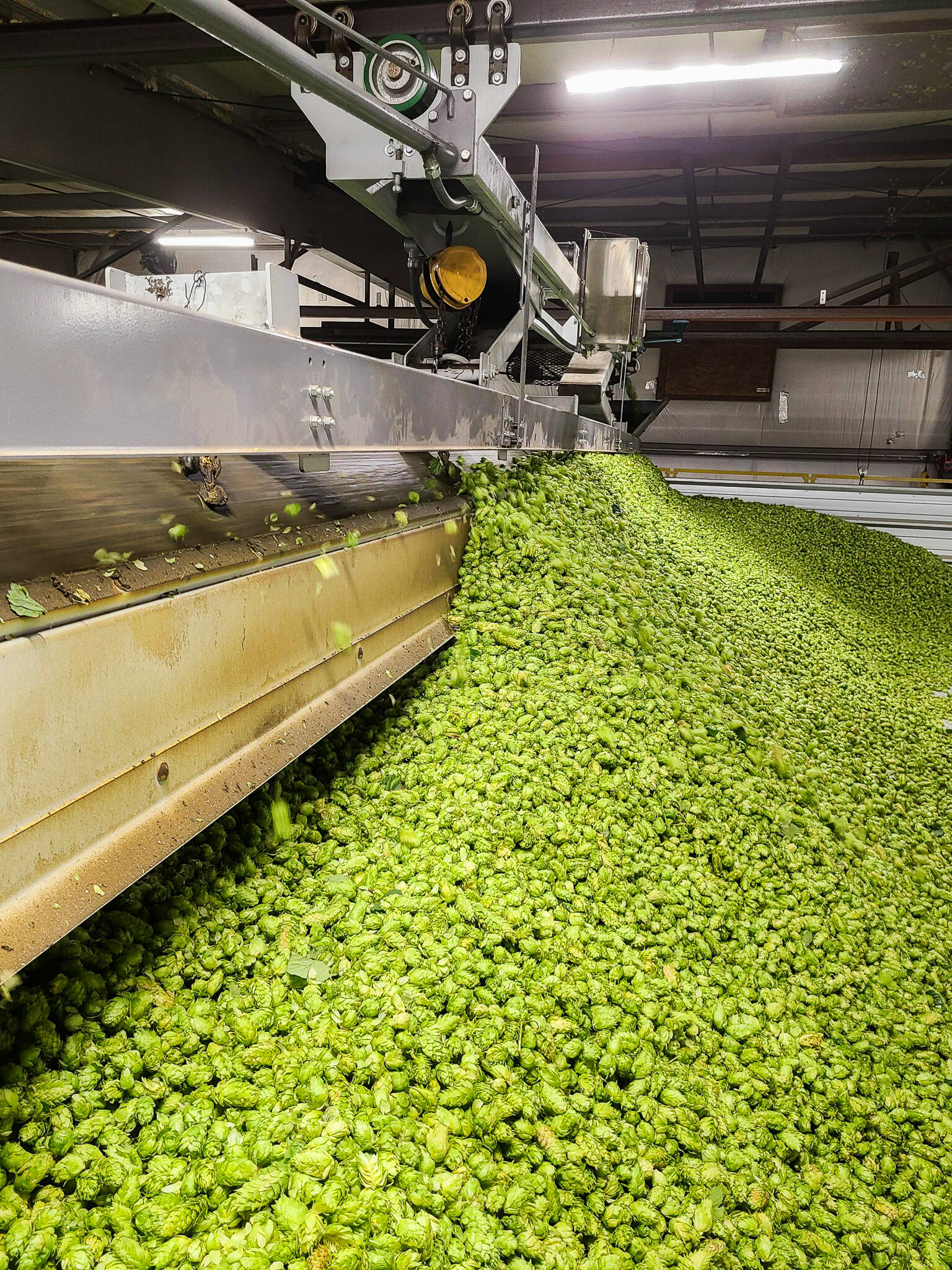 Fresh Hop SZN! — Payette Brewing Company