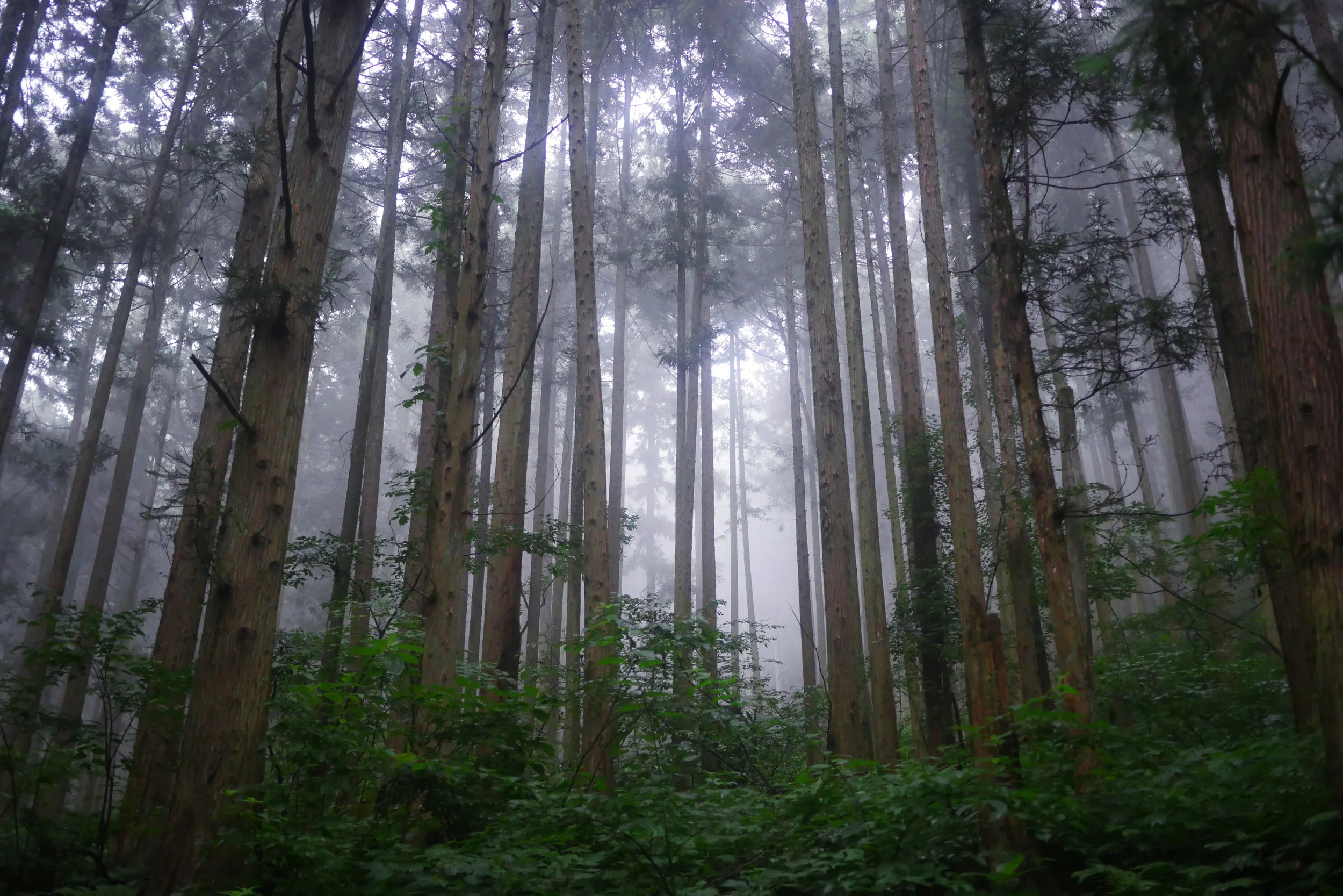 Japan — Mike Suchmann