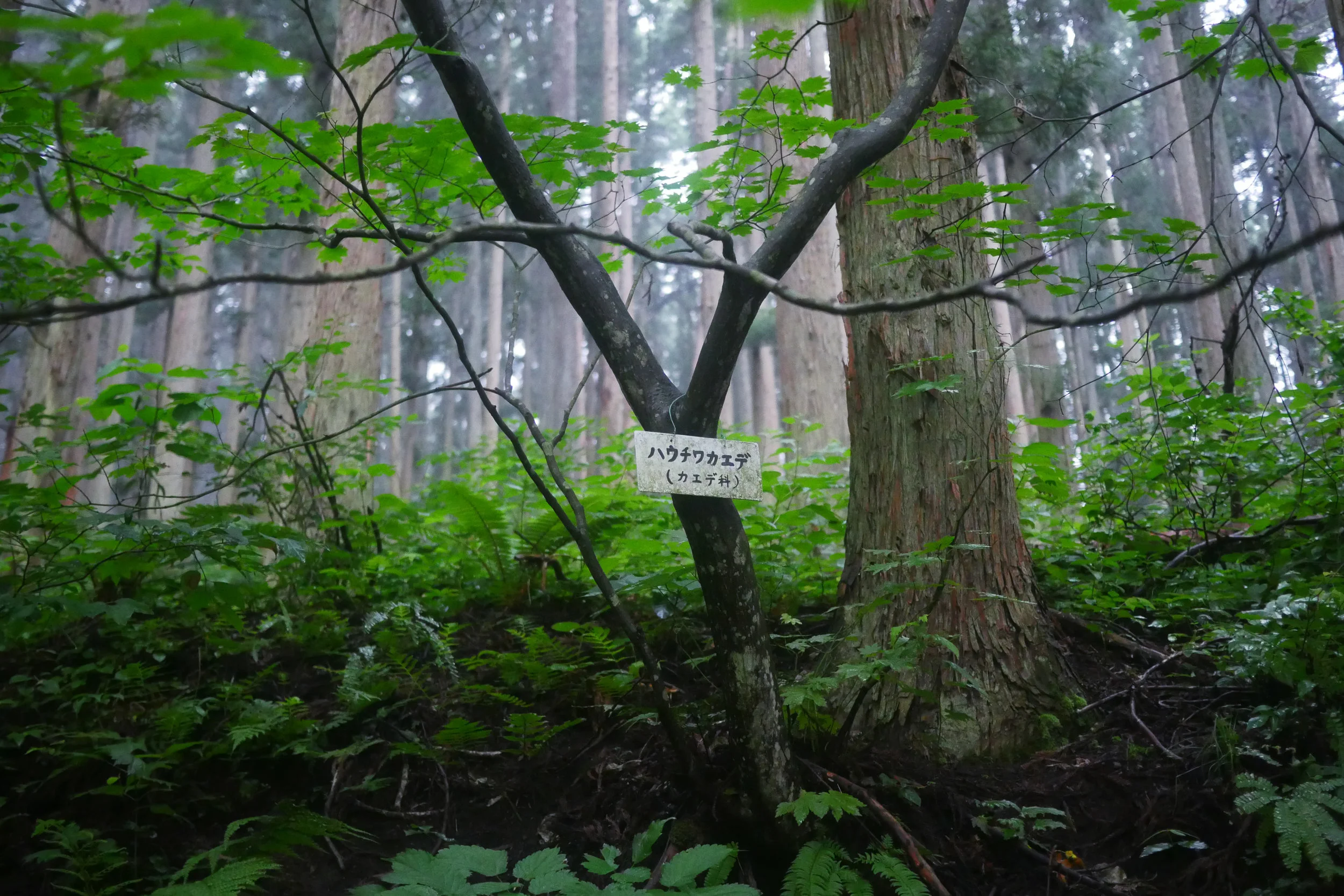 Japan — Mike Suchmann