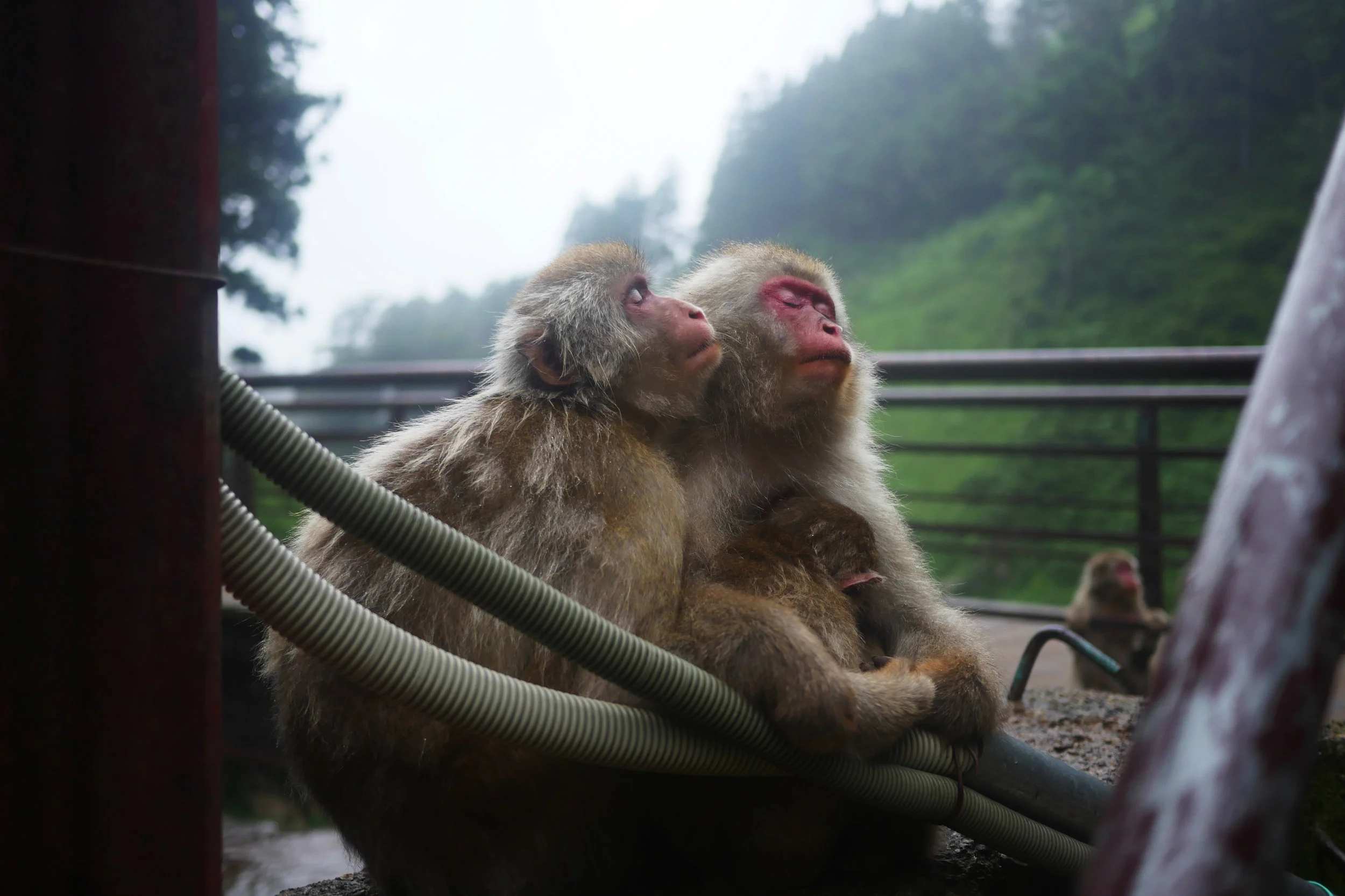 Japan — Mike Suchmann