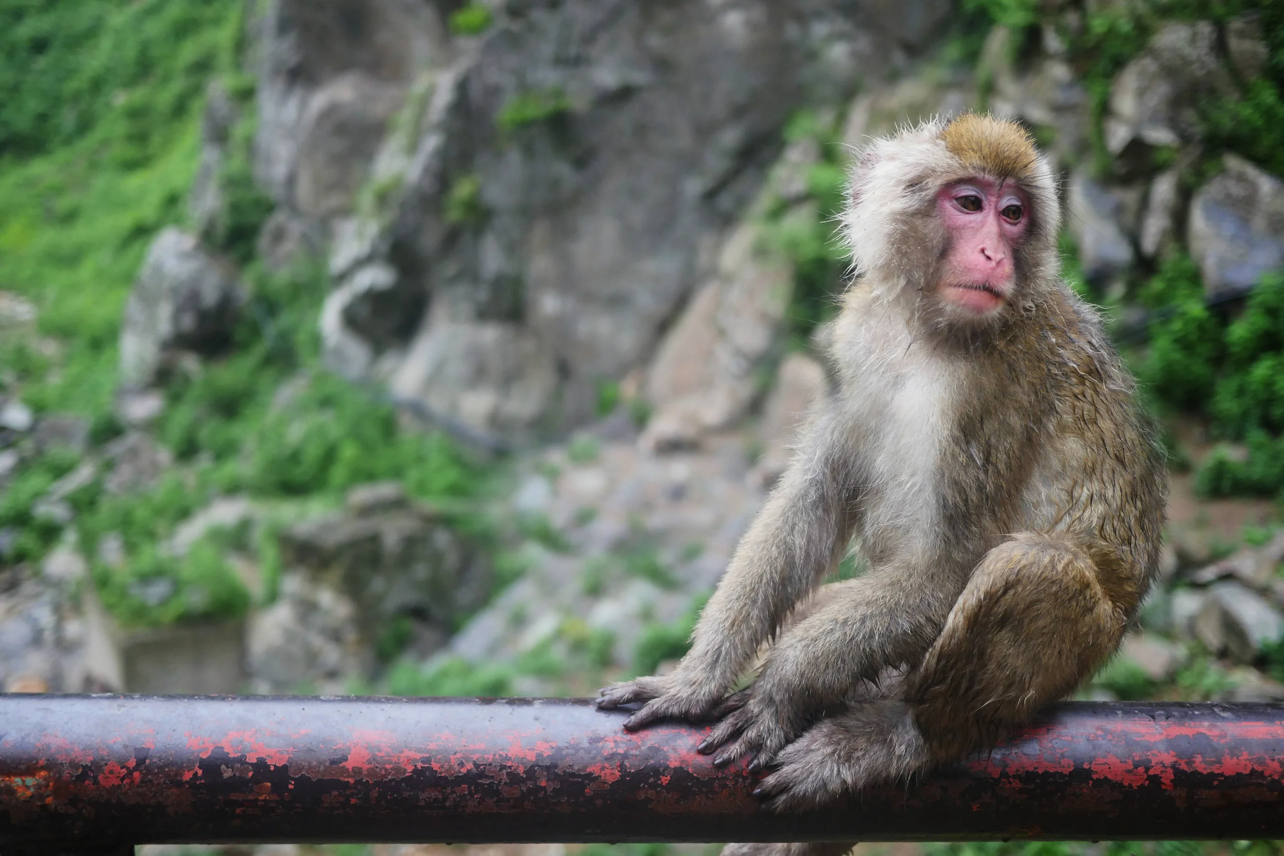 Japan — Mike Suchmann