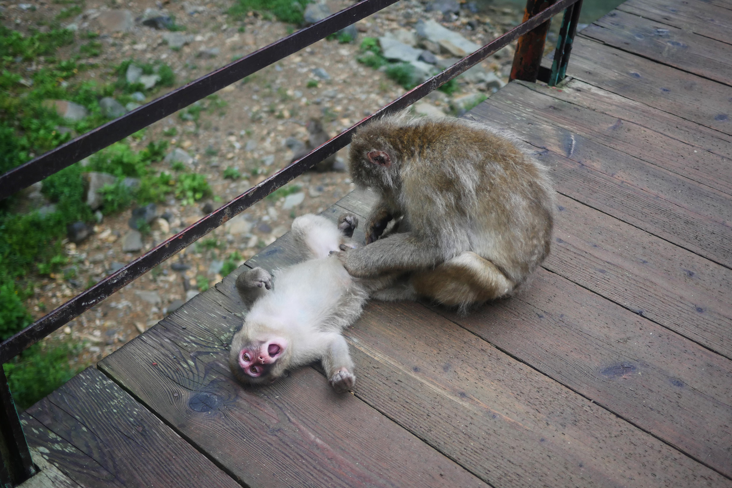 Japan — Mike Suchmann