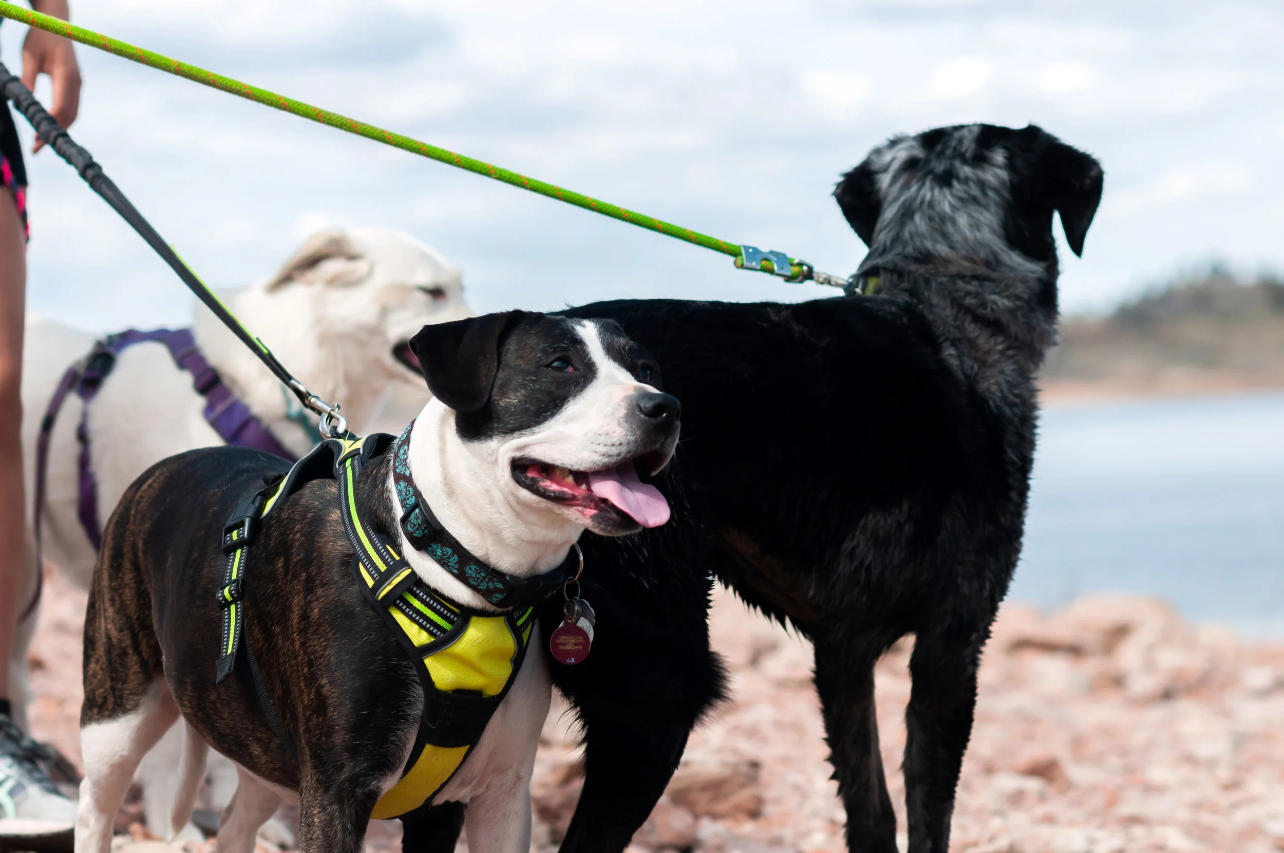 Paw Play Date Dog Hiking, Walking & Training