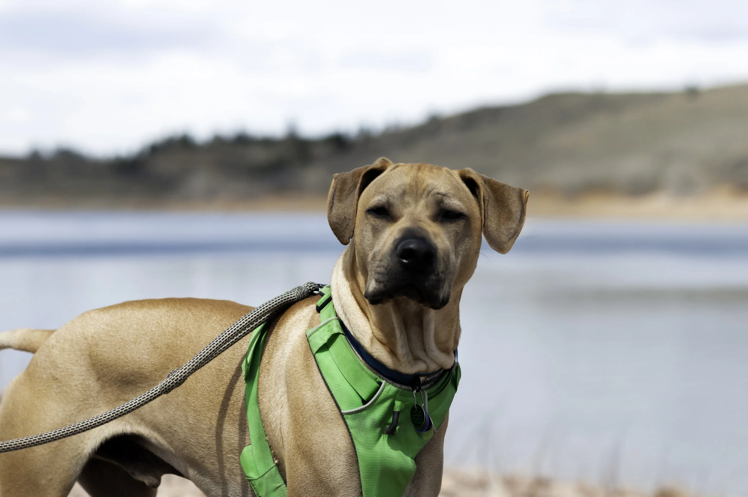 Paw Play Date Dog Hiking, Walking & Training