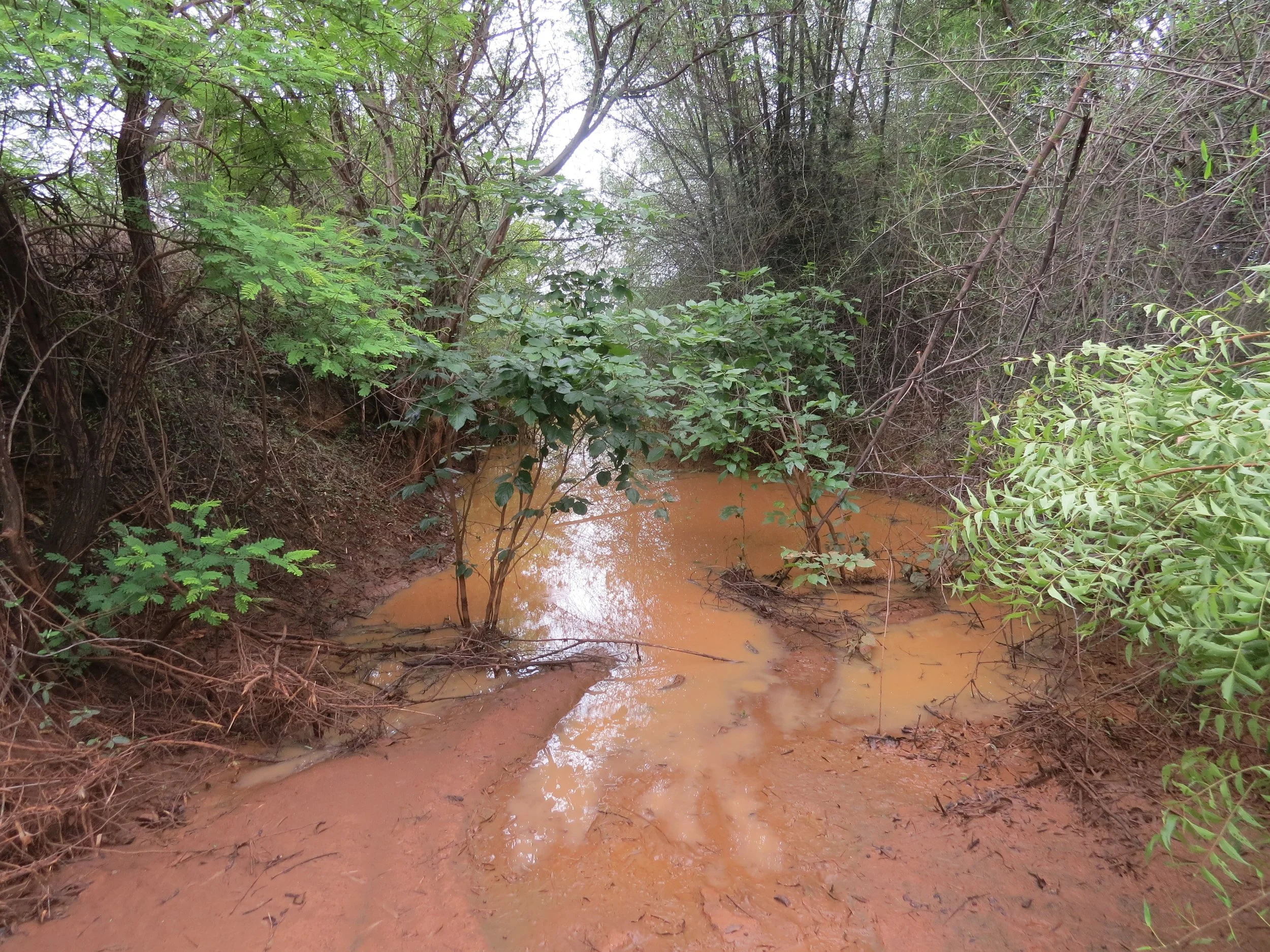 Harohalli — Ananas