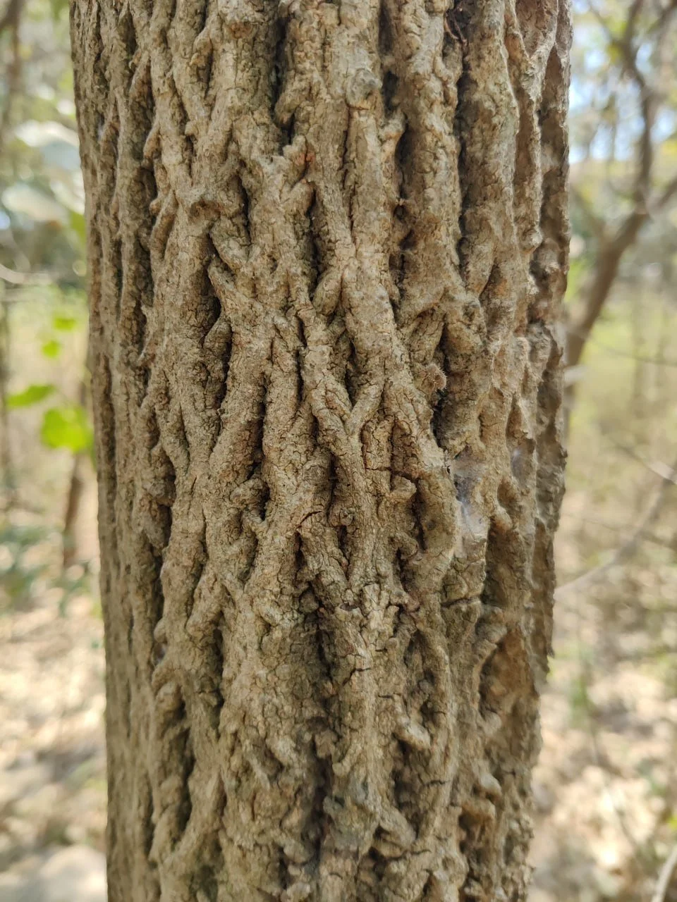 HDHC Farm — Ananas