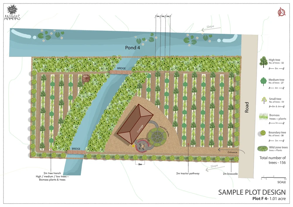 Sambrahma Farm — Ananas