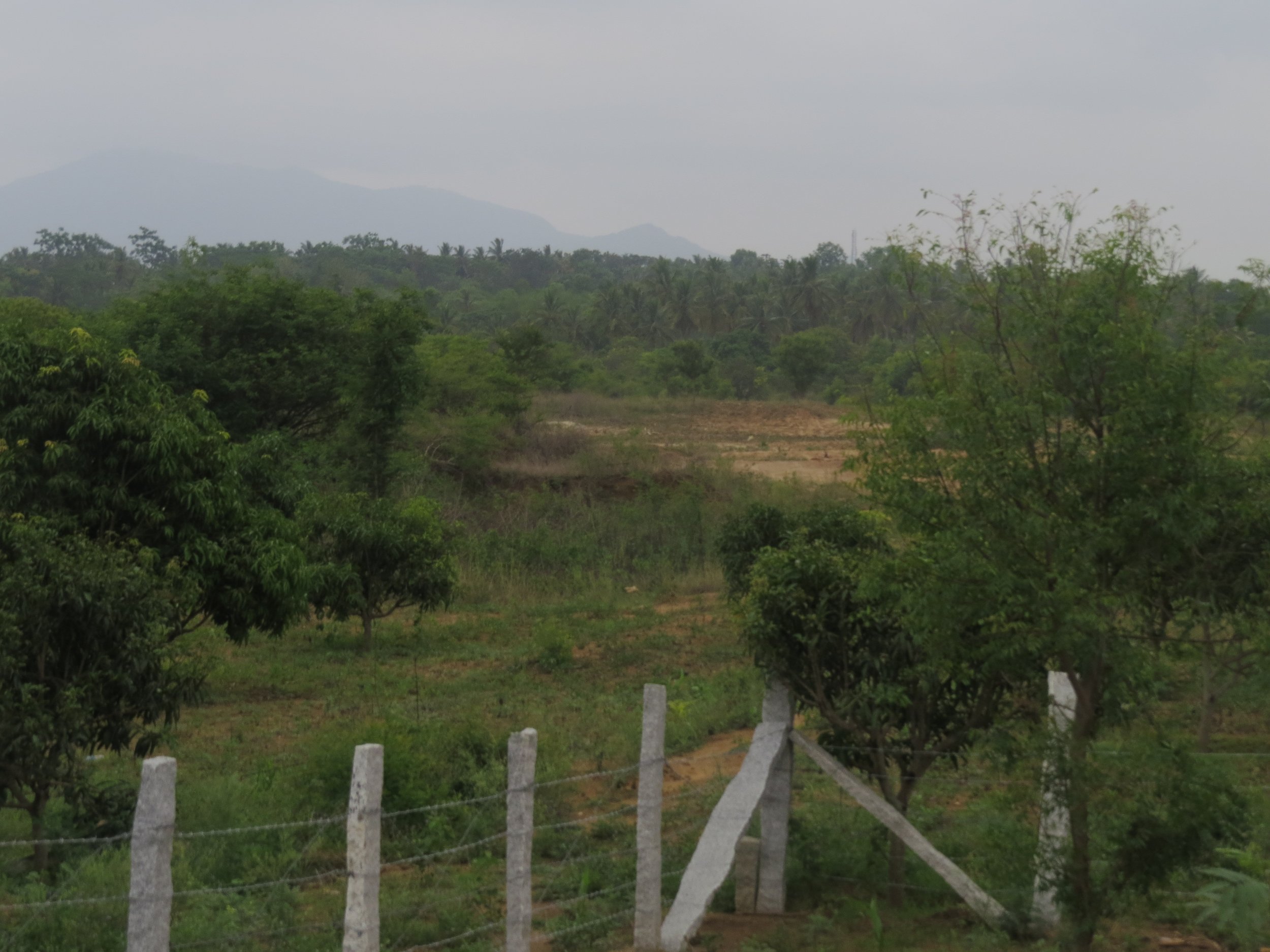 Small-Medium Farms — Ananas