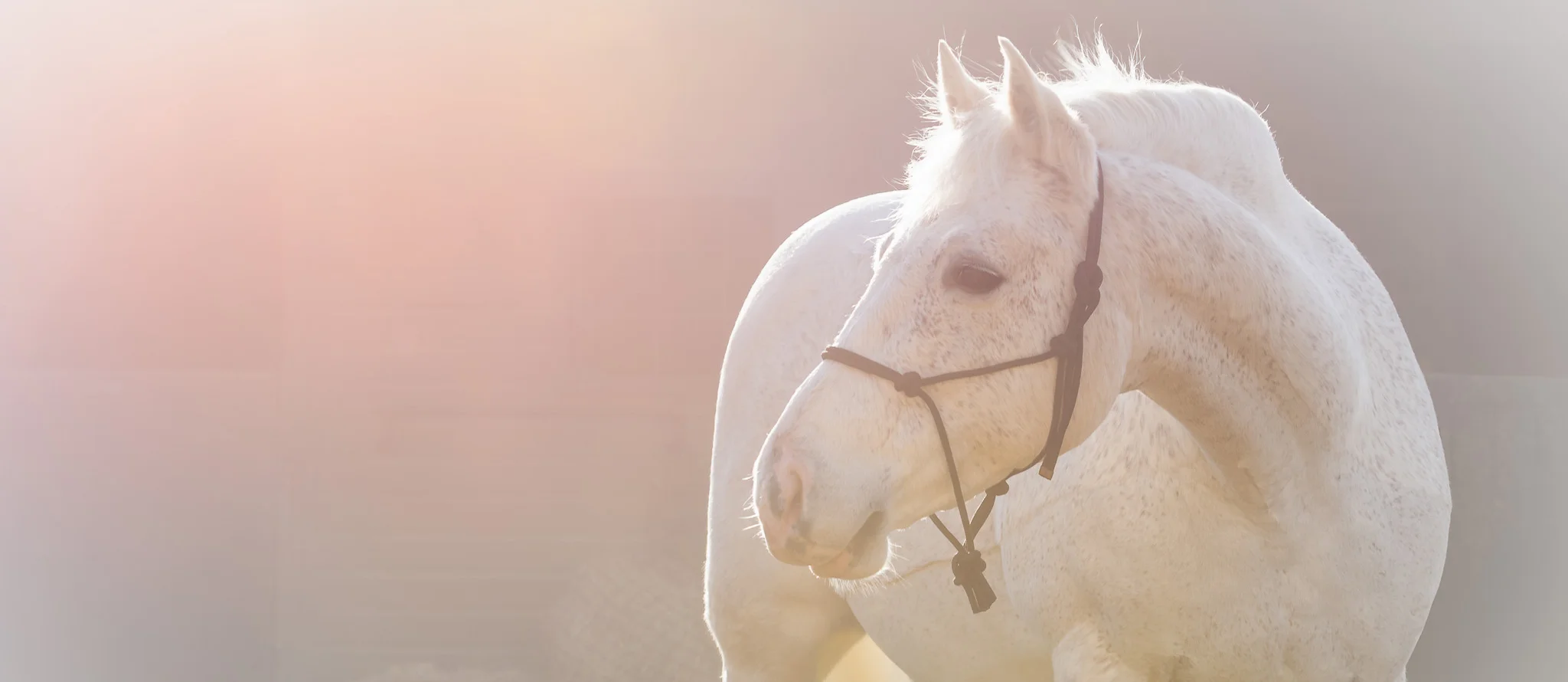 Deanne Ward Photography