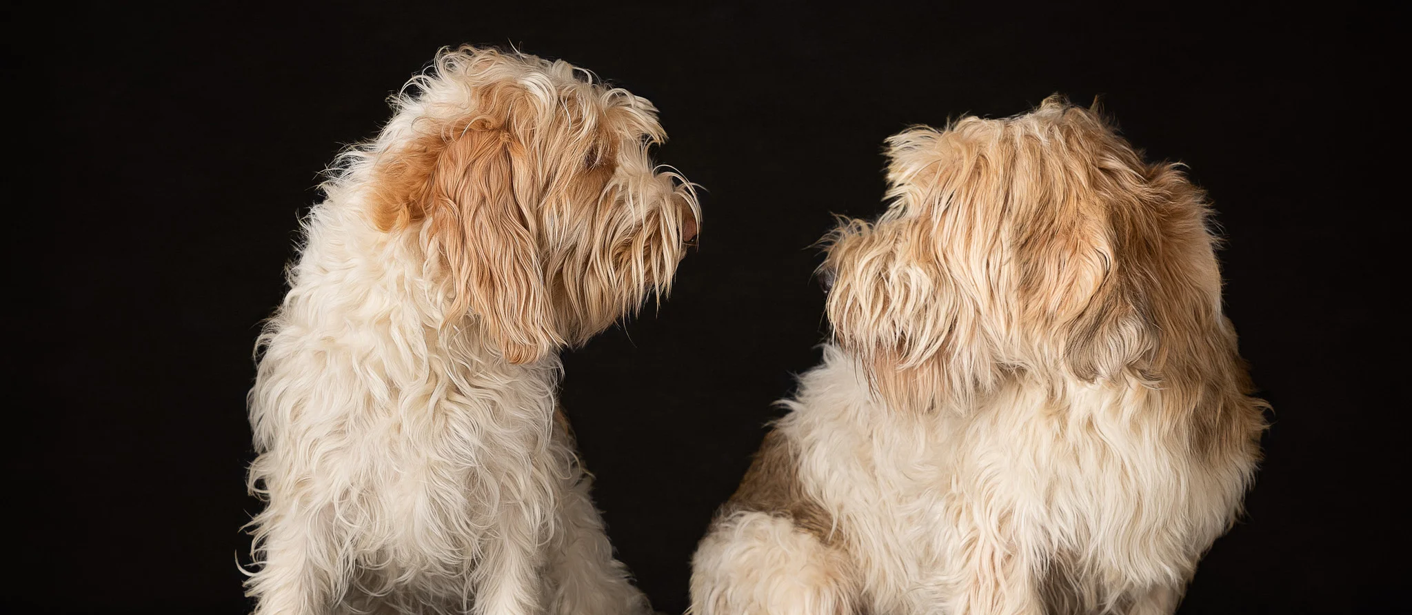 Deanne Ward Photography