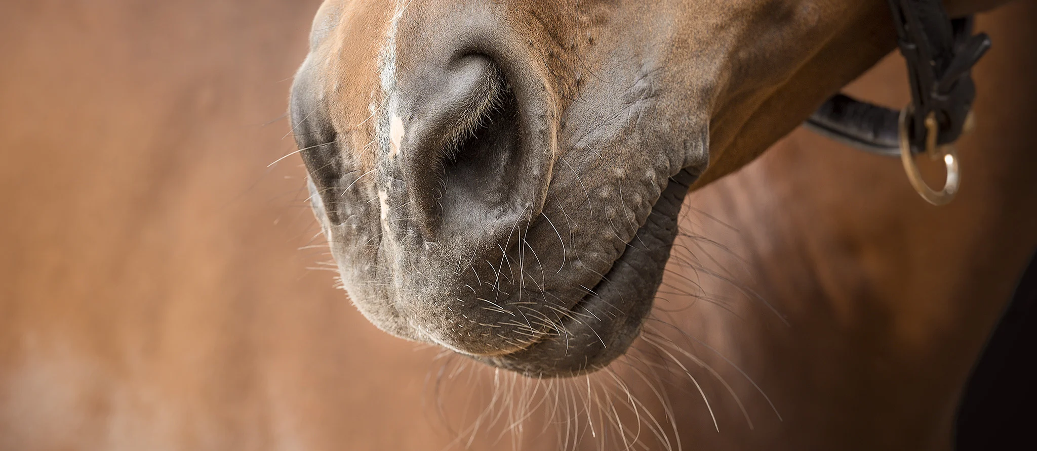 Deanne Ward Photography