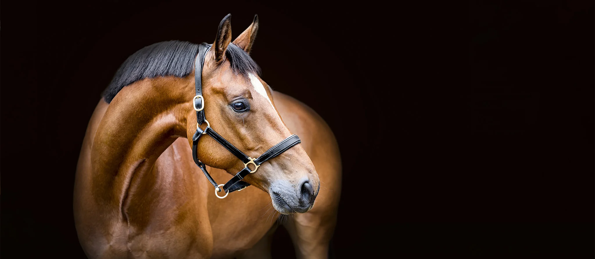 Deanne Ward Photography