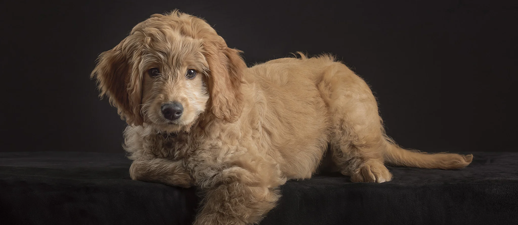 Deanne Ward Photography