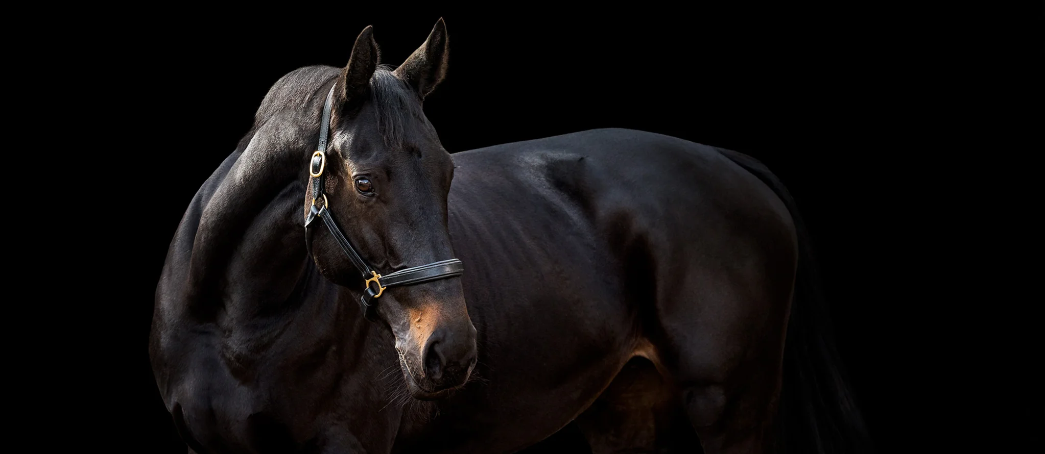 Deanne Ward Photography