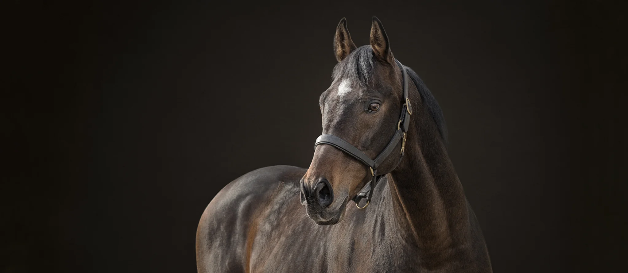 Deanne Ward Photography