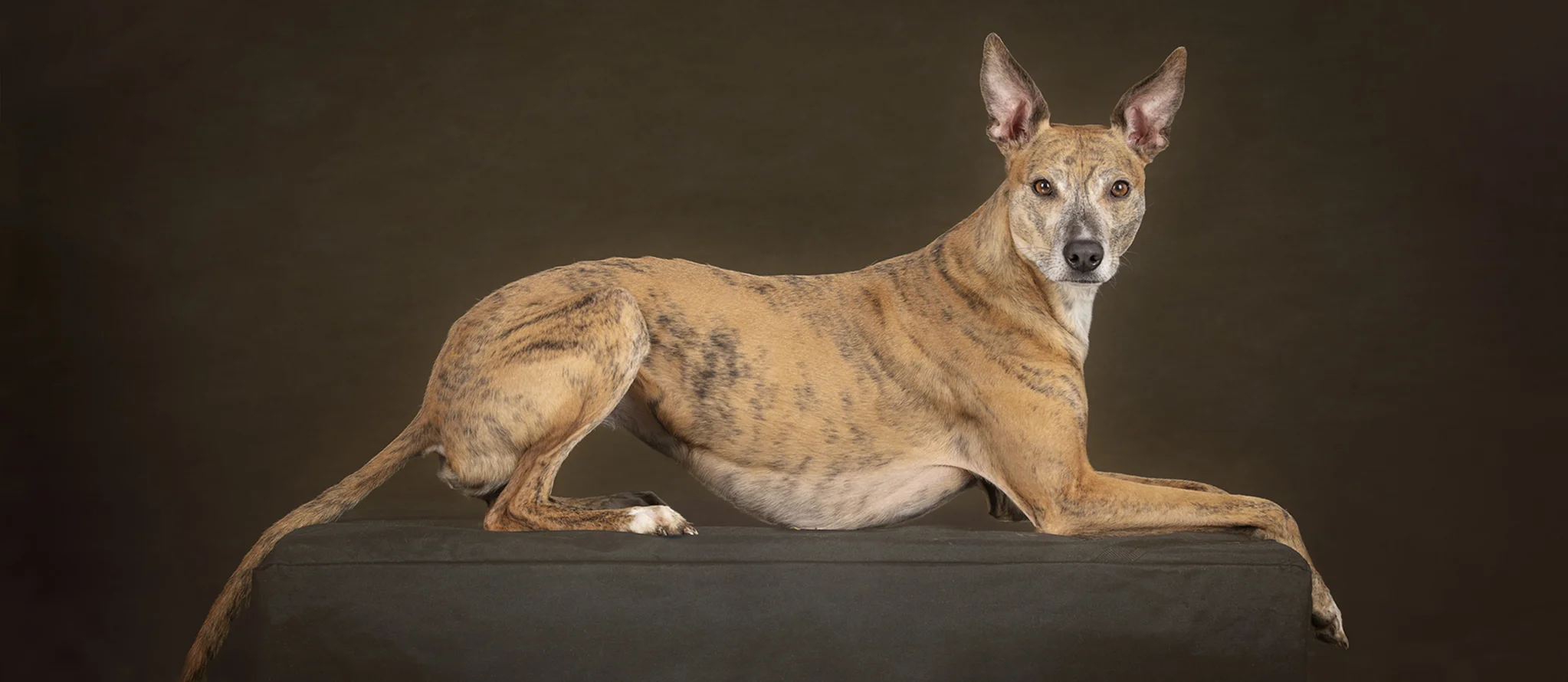 Deanne Ward Photography