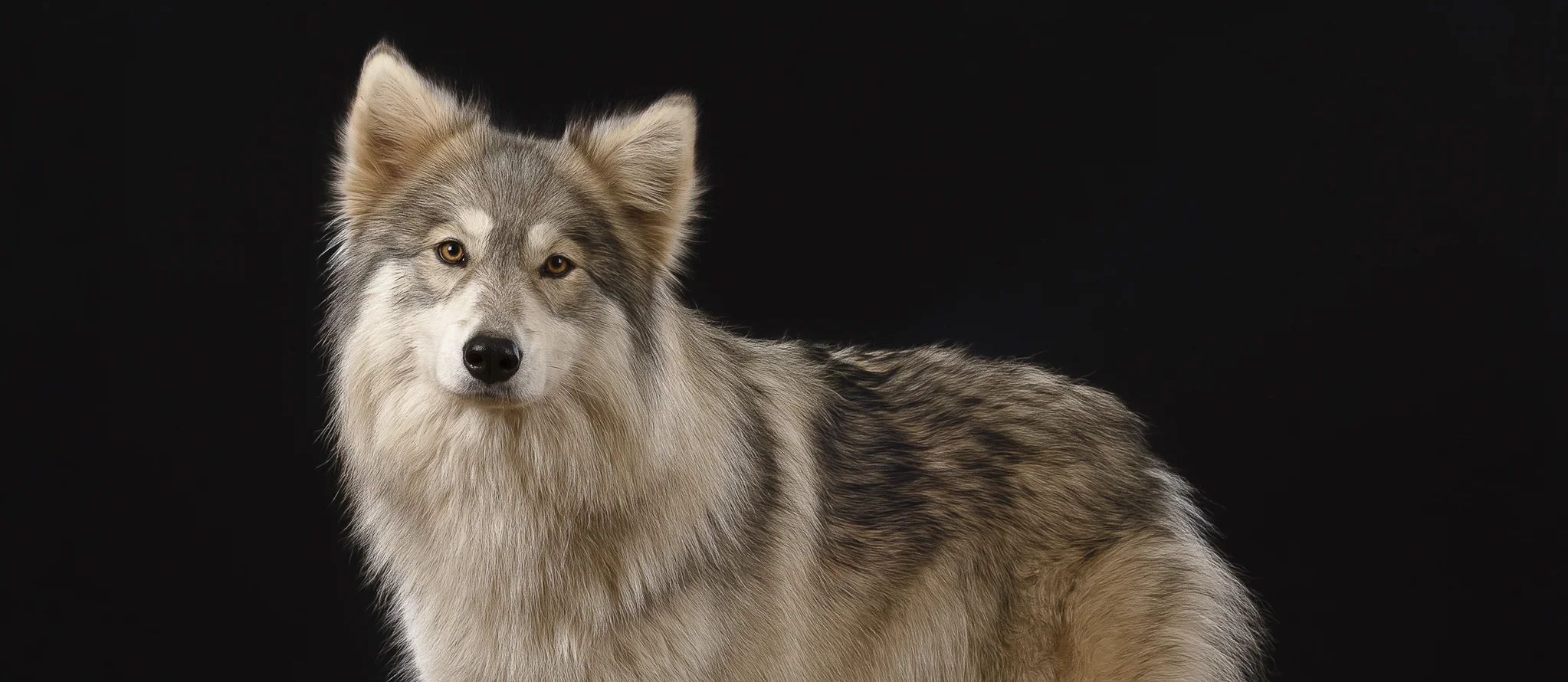 Deanne Ward Photography