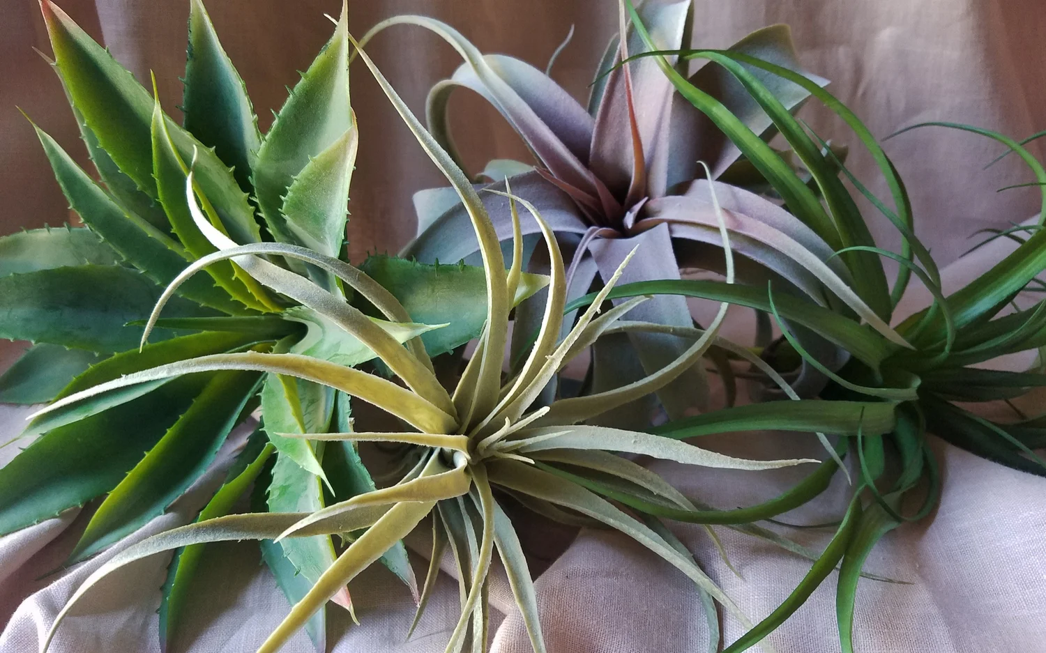 FLORAL — Felice Design Studio