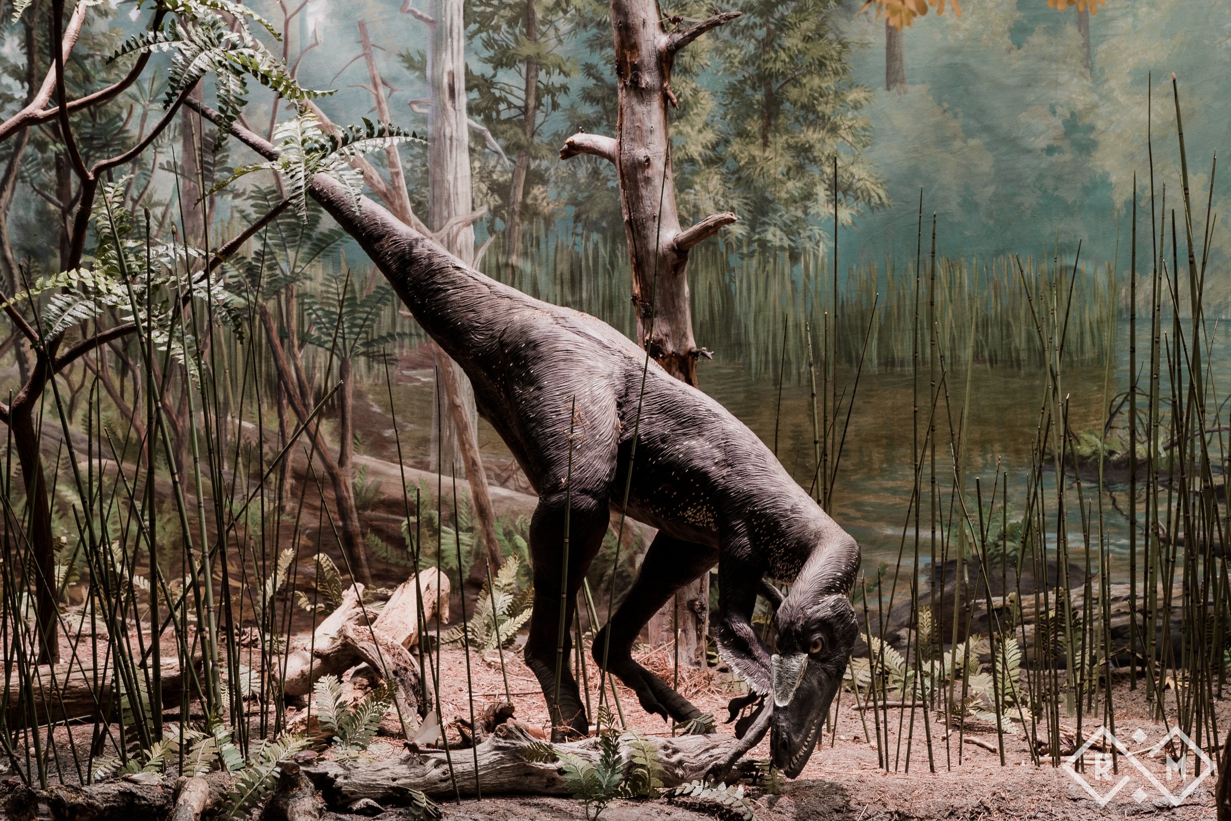 Dinosaur Exhibit at COSI - Commercial Photography Columbus, Ohio ...