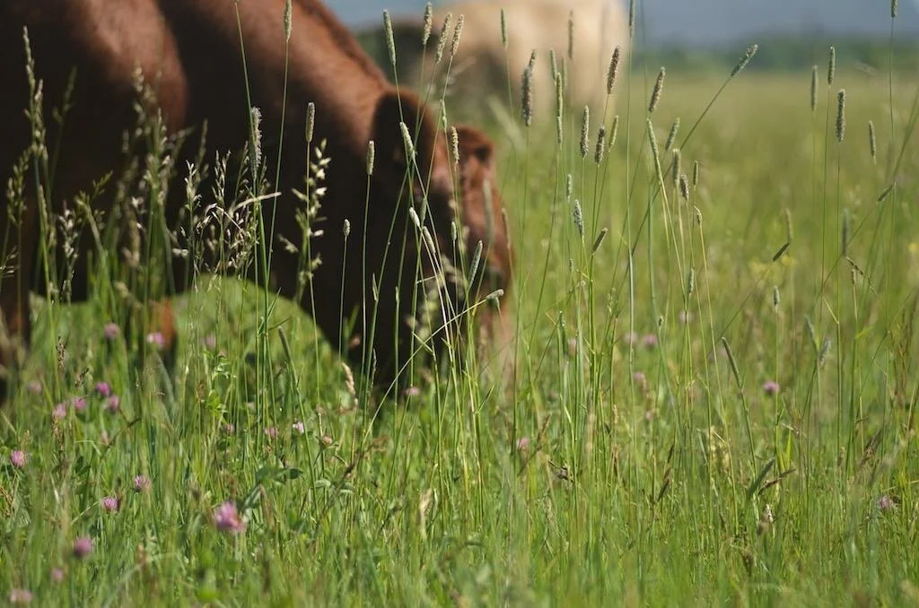 Colorado's Finest Grass-fed & Grass-Finished Meats- Parker Pastures