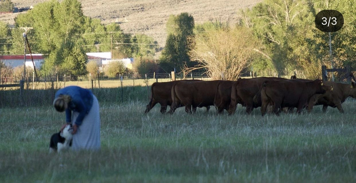 Colorado's Finest Grass-fed & Grass-Finished Meats- Parker Pastures