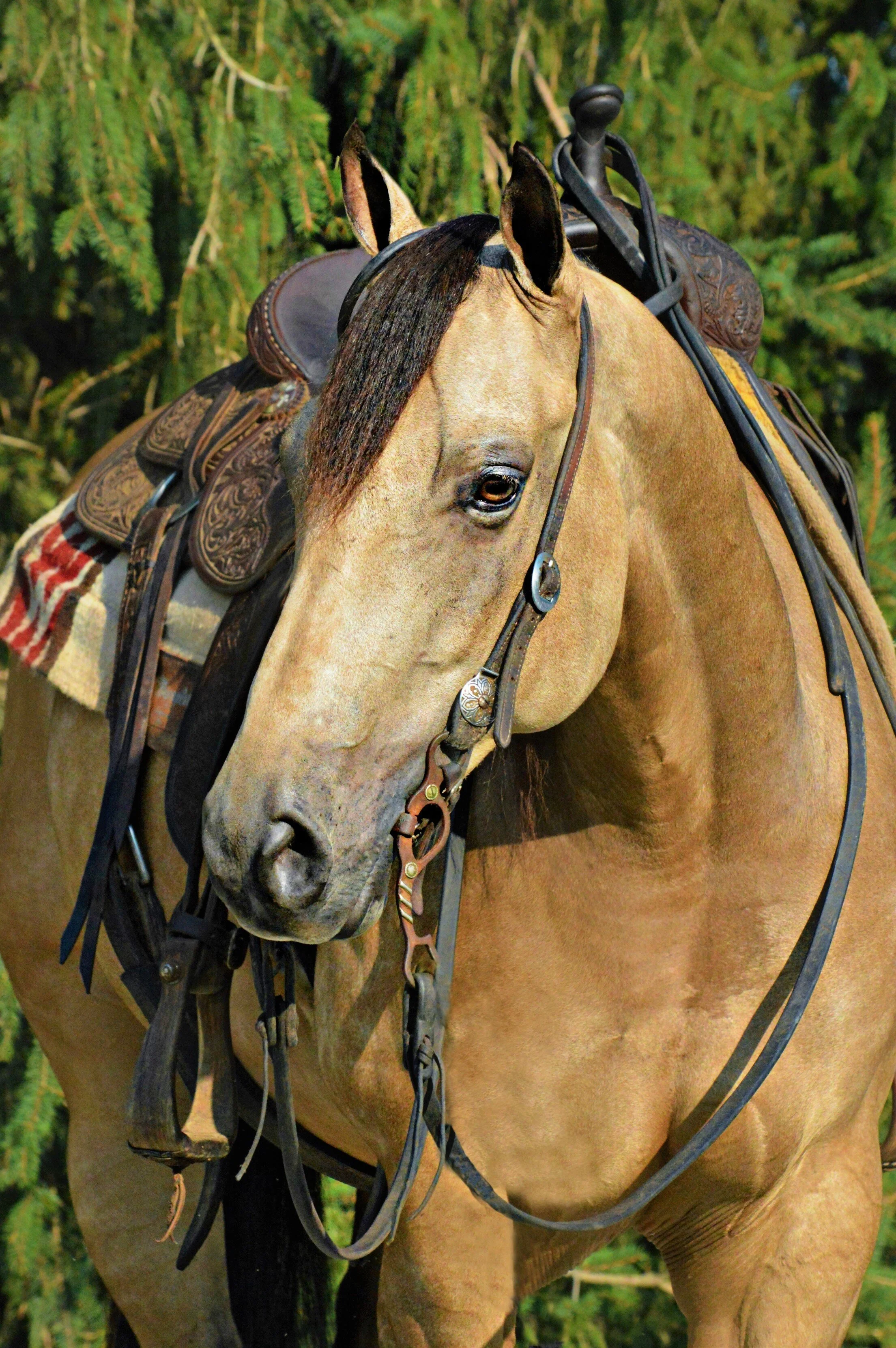 Horses for Sale — HCH Equine sales and marketing