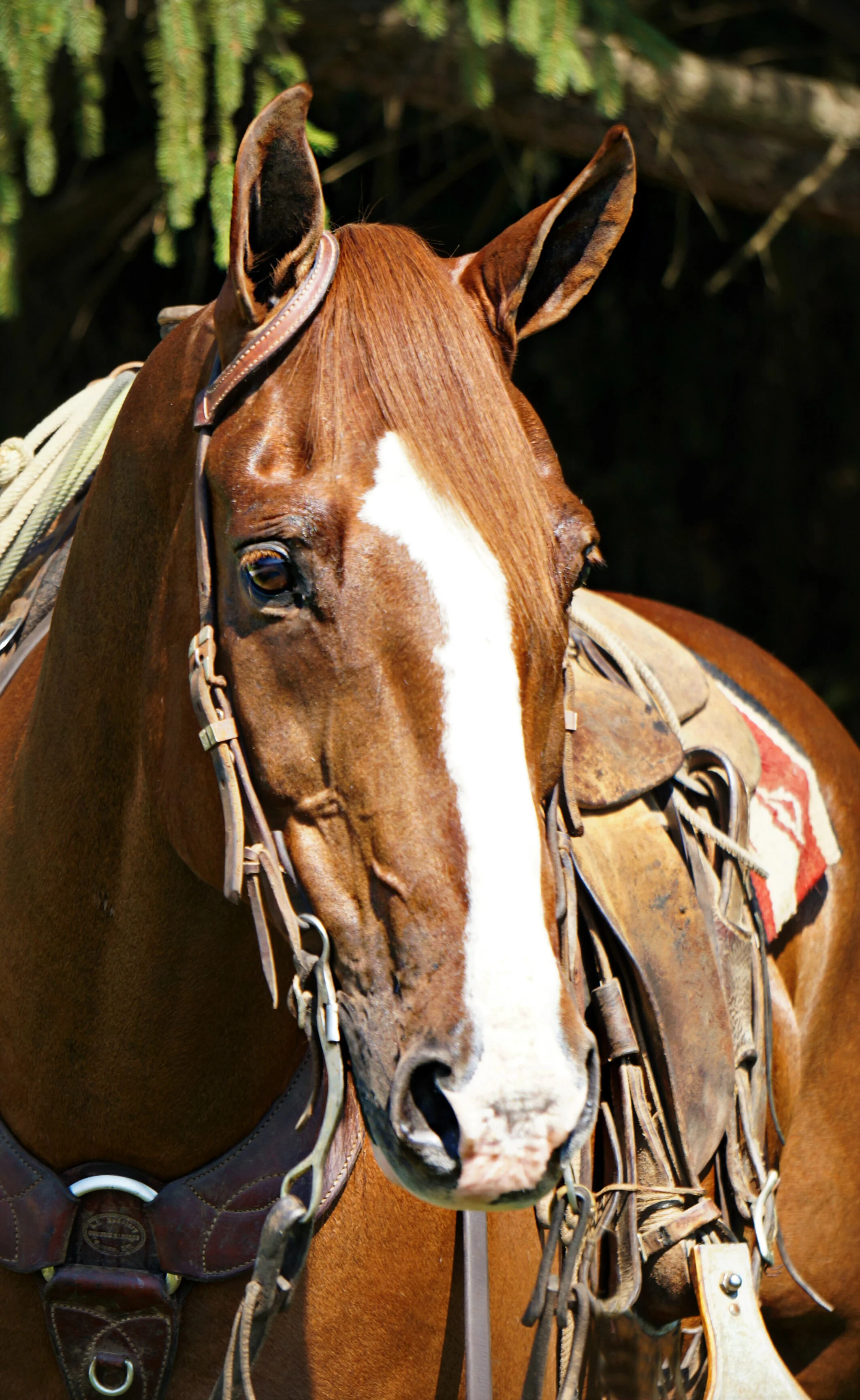 Horses for Sale — HCH Ranch