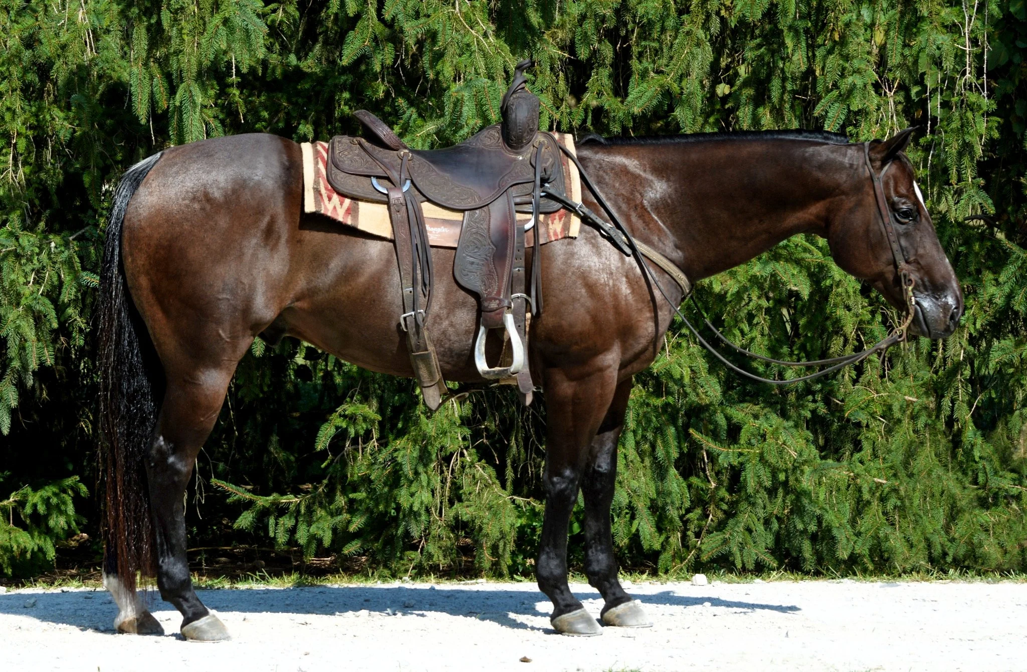 Horses for Sale — HCH Ranch