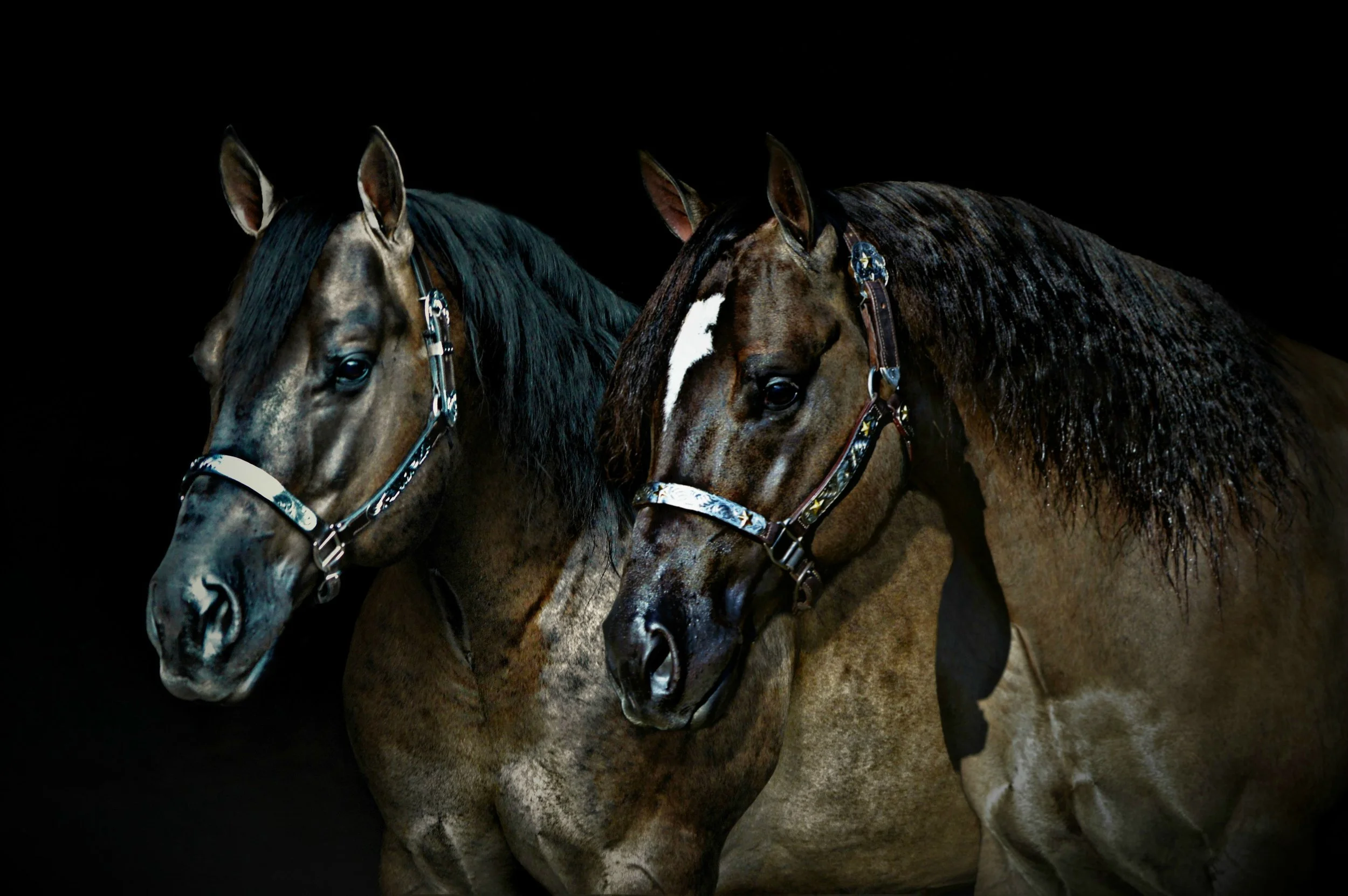 Services — HCH Equine sales and marketing