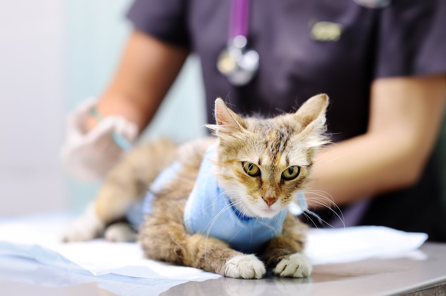 EMERGANCY — Greenbriar Animal Hospital