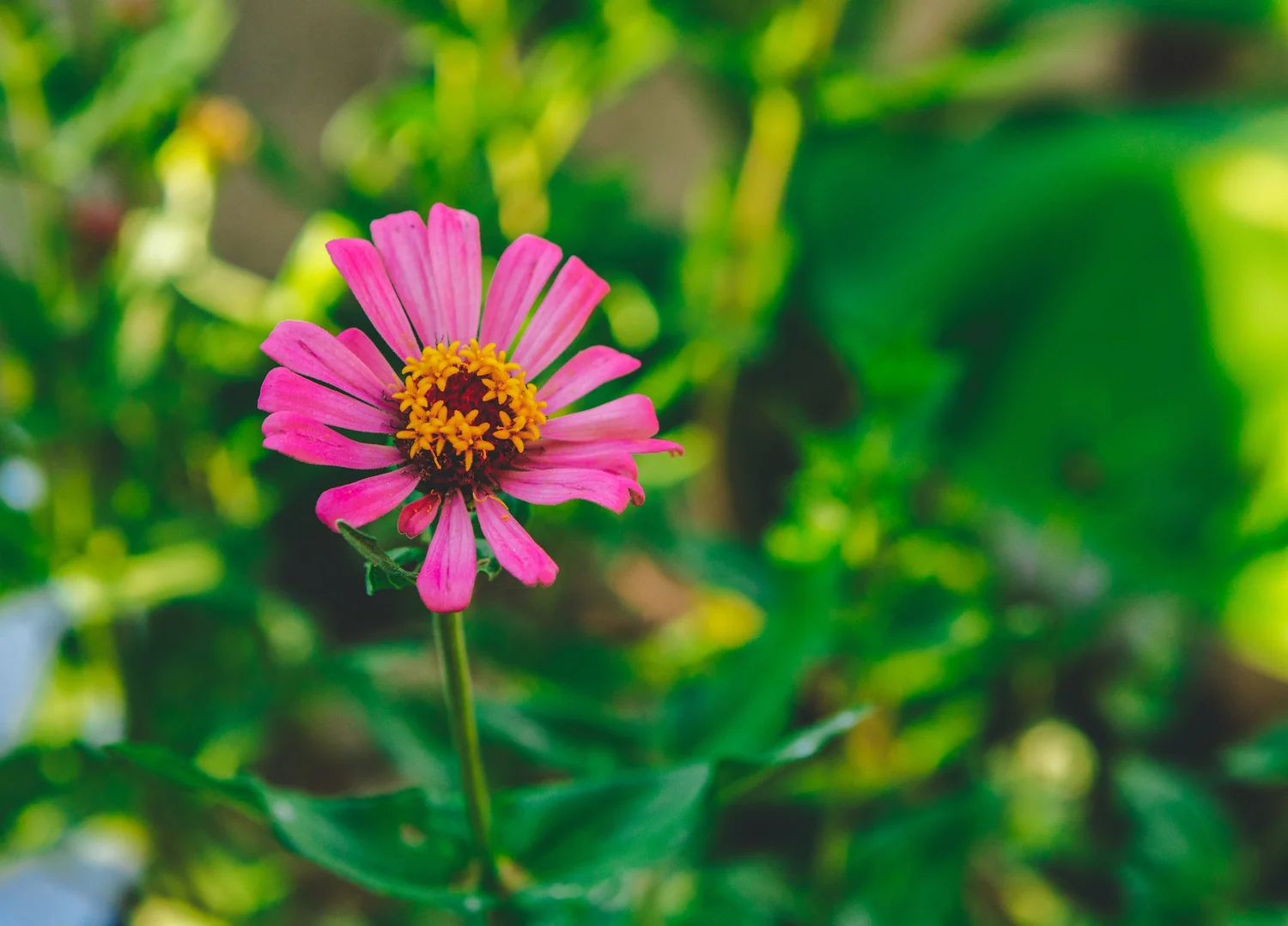 Experiences — Flora Farms