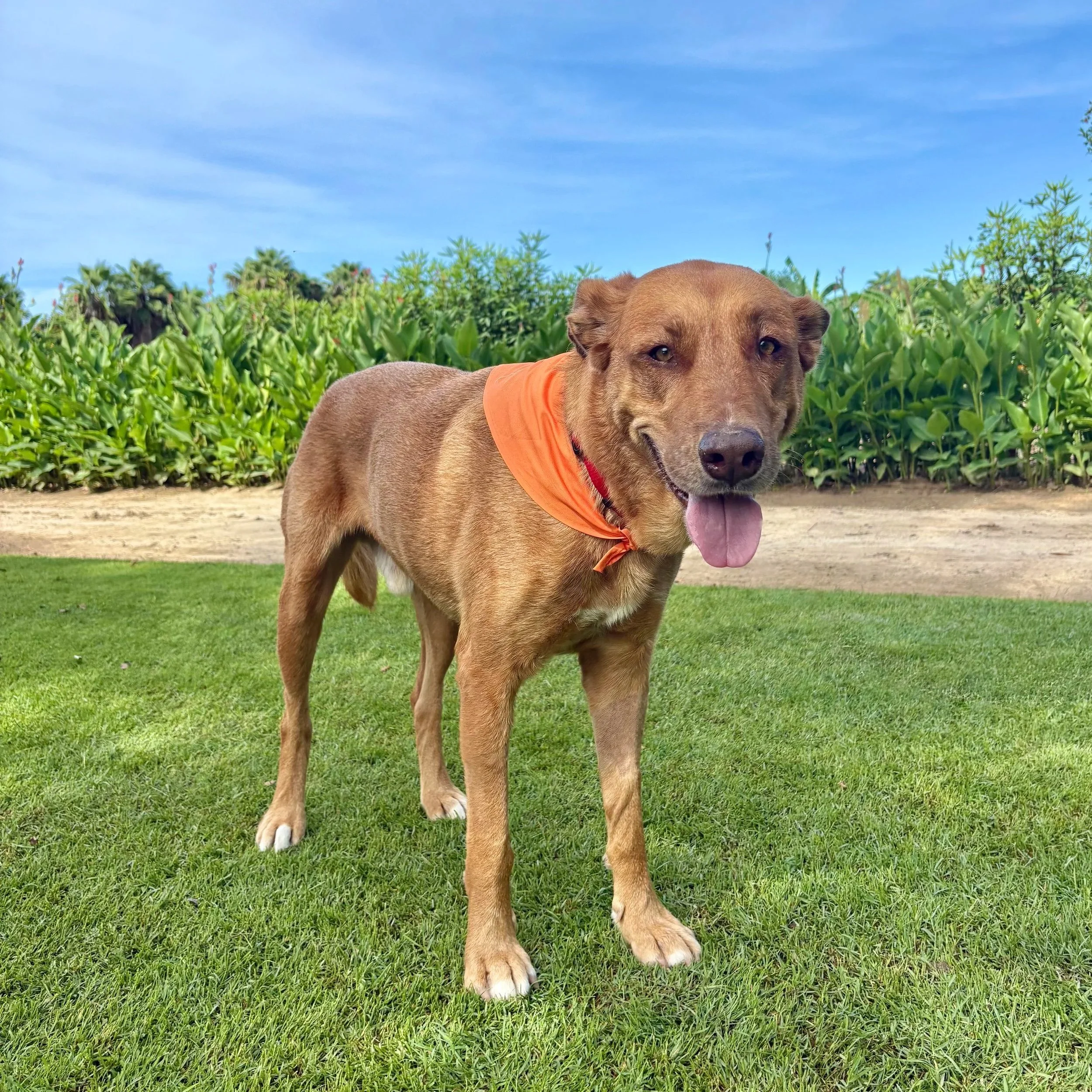Adopt a Rescue — Flora Farms