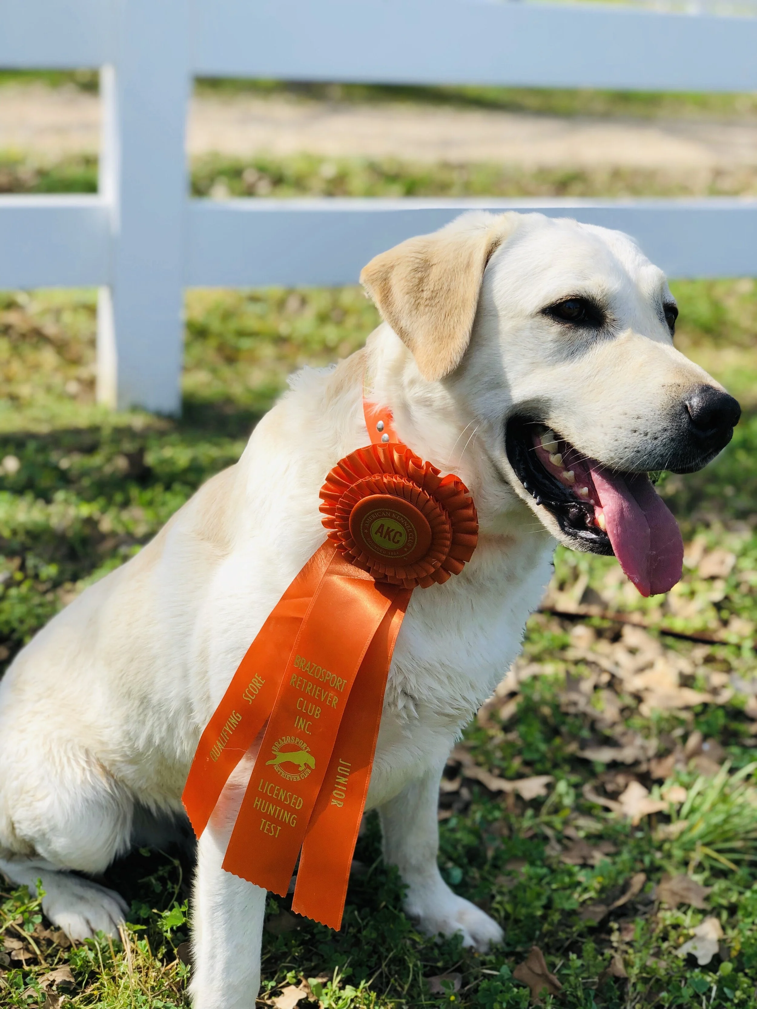 Our Dogs — Ryckman Kennels