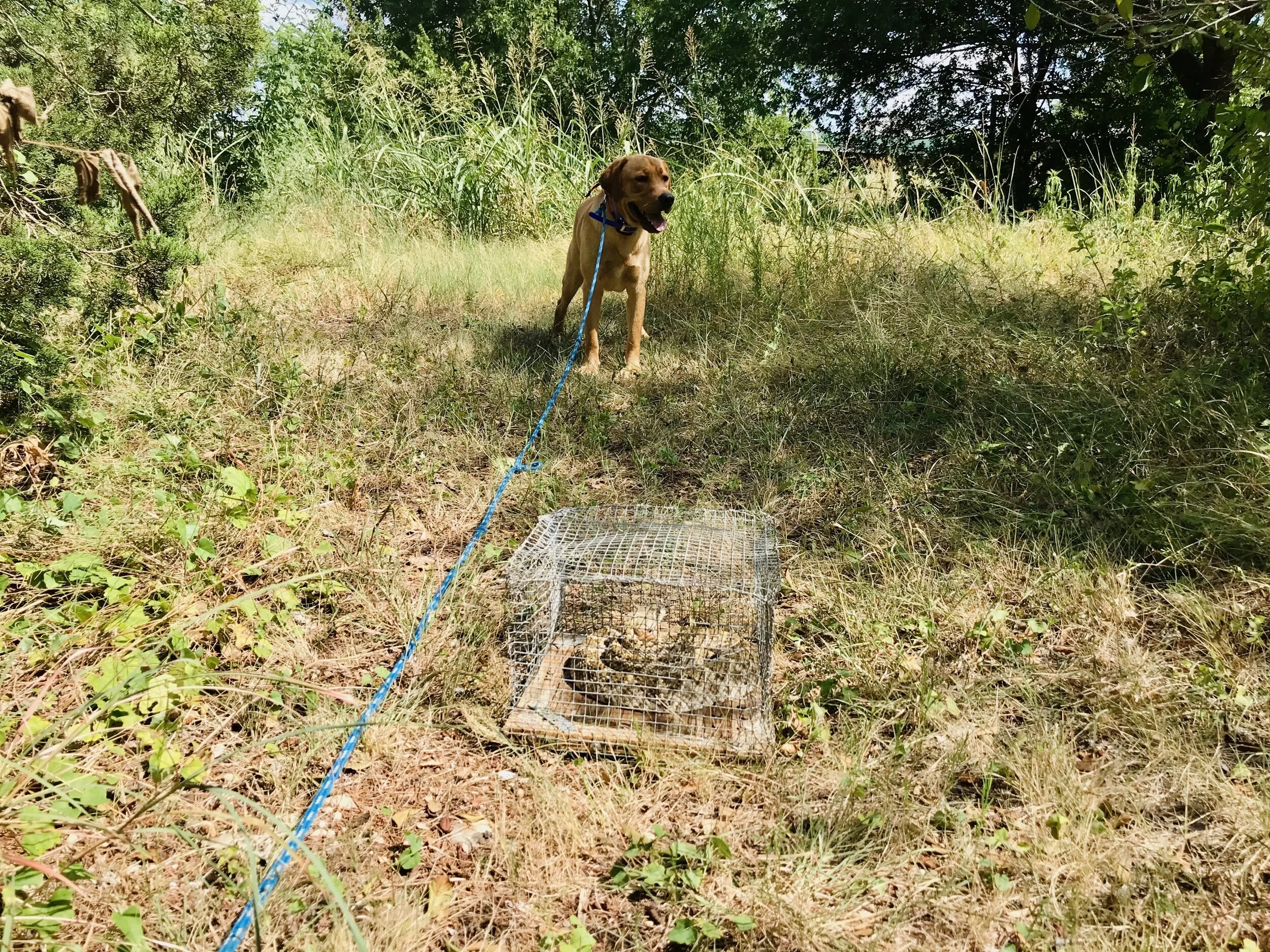 Snake Training — Ryckman Kennels