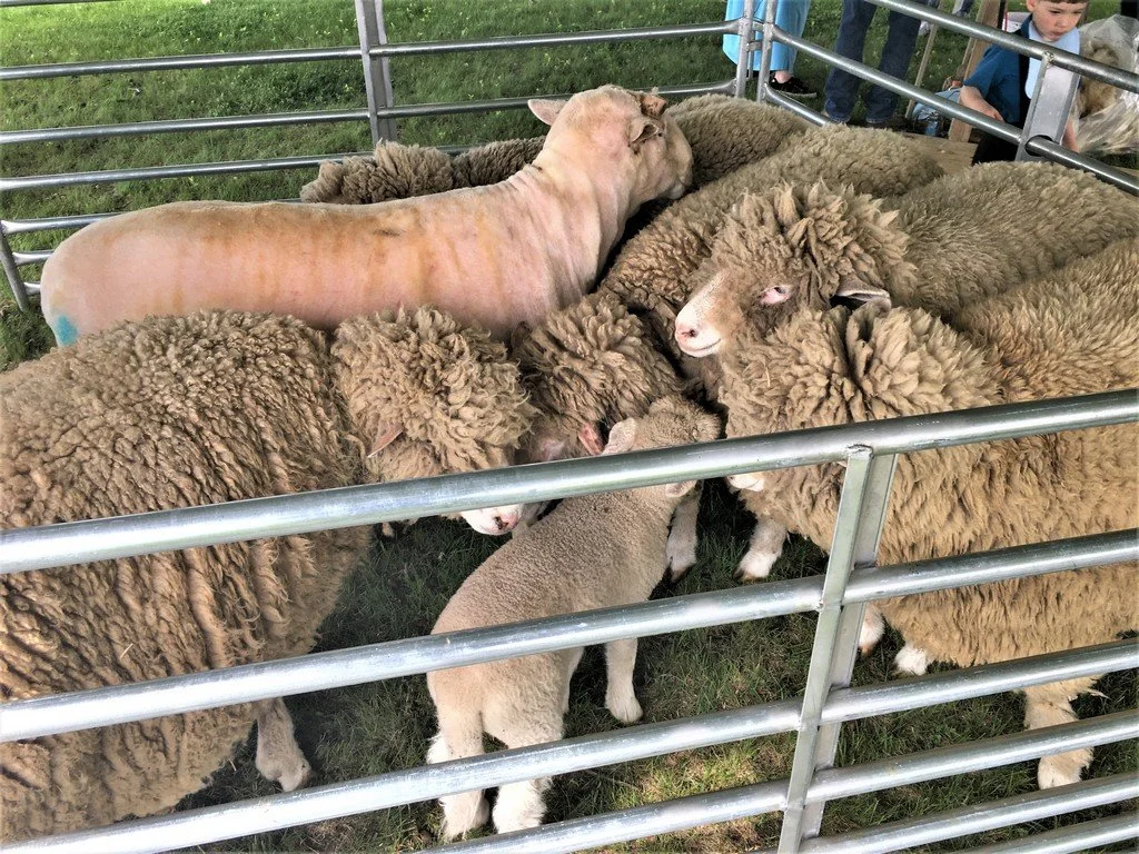 Illinois Amish Heritage Center