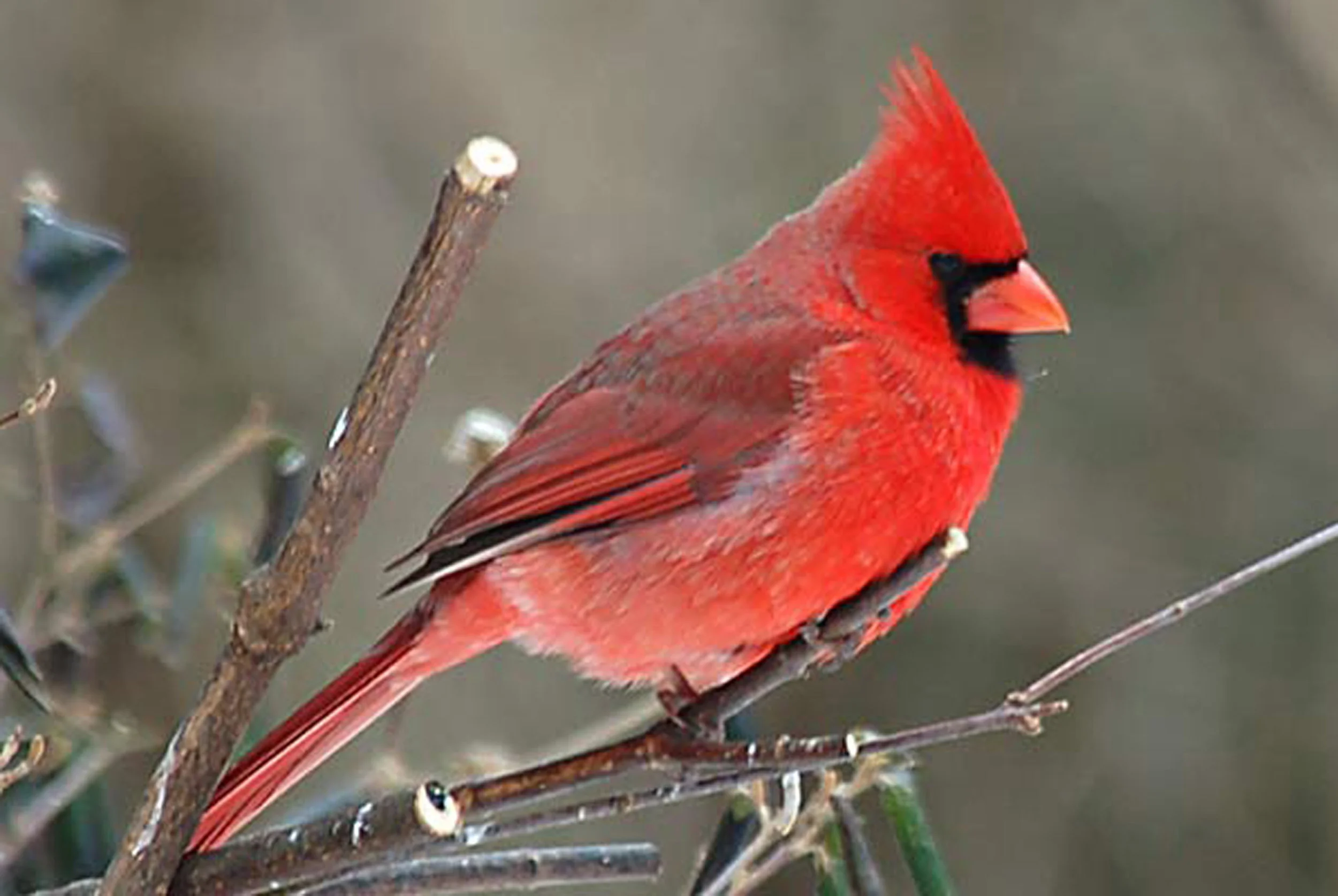 Bird Of The Week Northern Cardinal Hoffmann Hillermann Nursery Bird Of The Week Northern Cardinal Hoffmann Hillermann Nursery