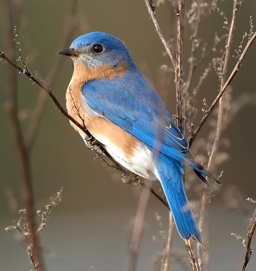 Bird of the Week 1/19/21 - Eastern Bluebird - Hoffmann Hillermann ...