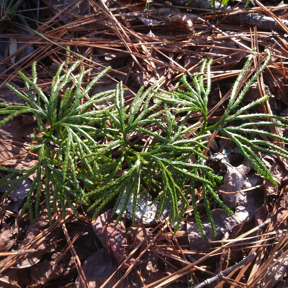 Creeping Cedar