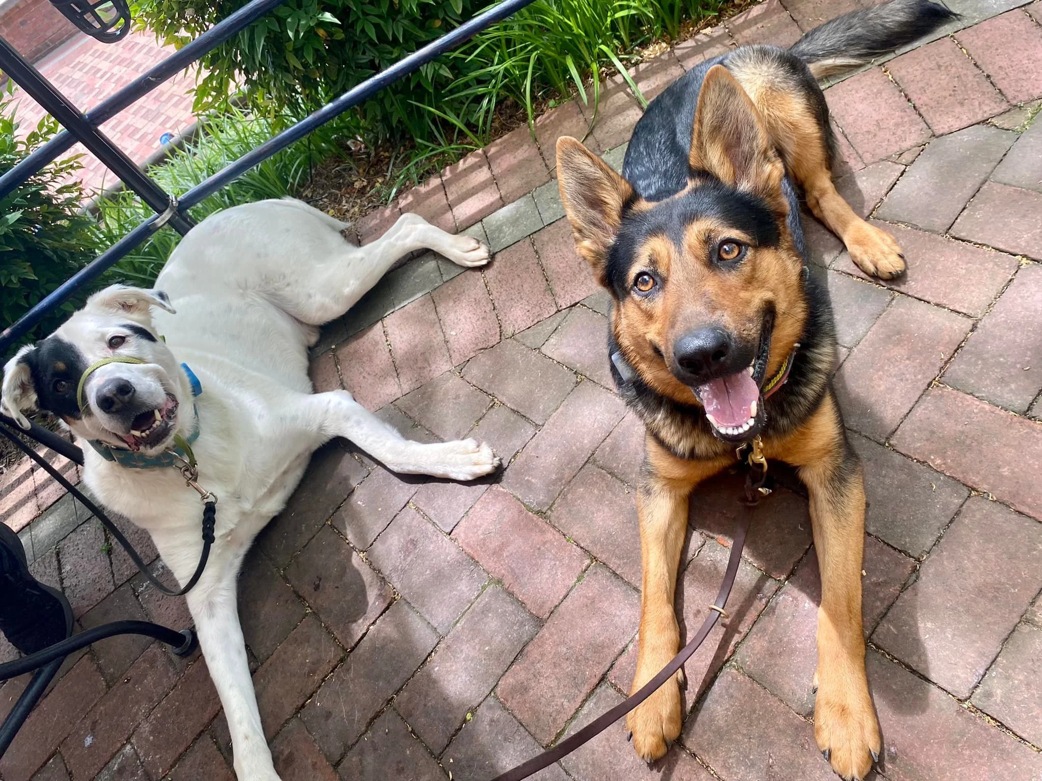 Sit 'n Stay Training