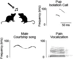 Research — KATO LAB