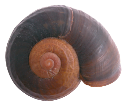 4. Tangaroa: Father of Shell Instruments — Jade & Bone