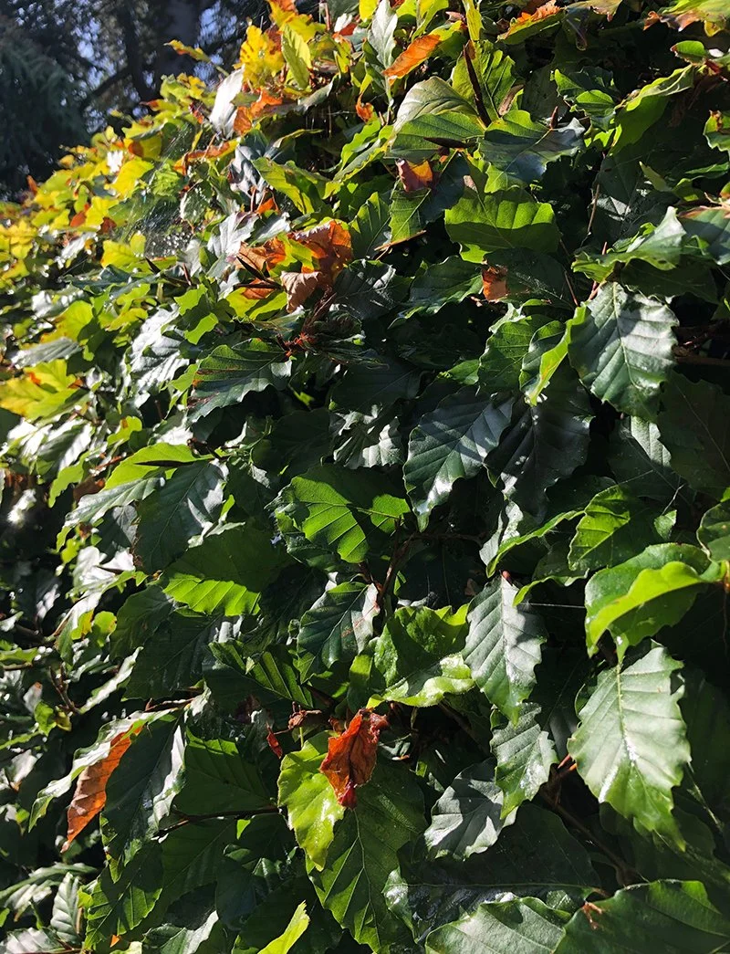 Hedge basics — Mount Pleasant Trees